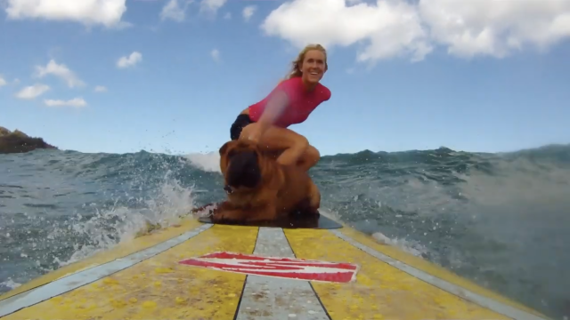 Hilarious Moments with Bethany's Shar Pei's | NobodySurf